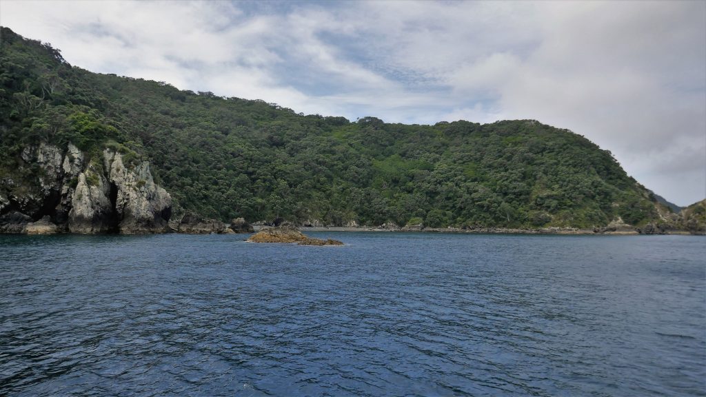 Hen and Chickens Island Shore Explore | YOUNG.KIWI